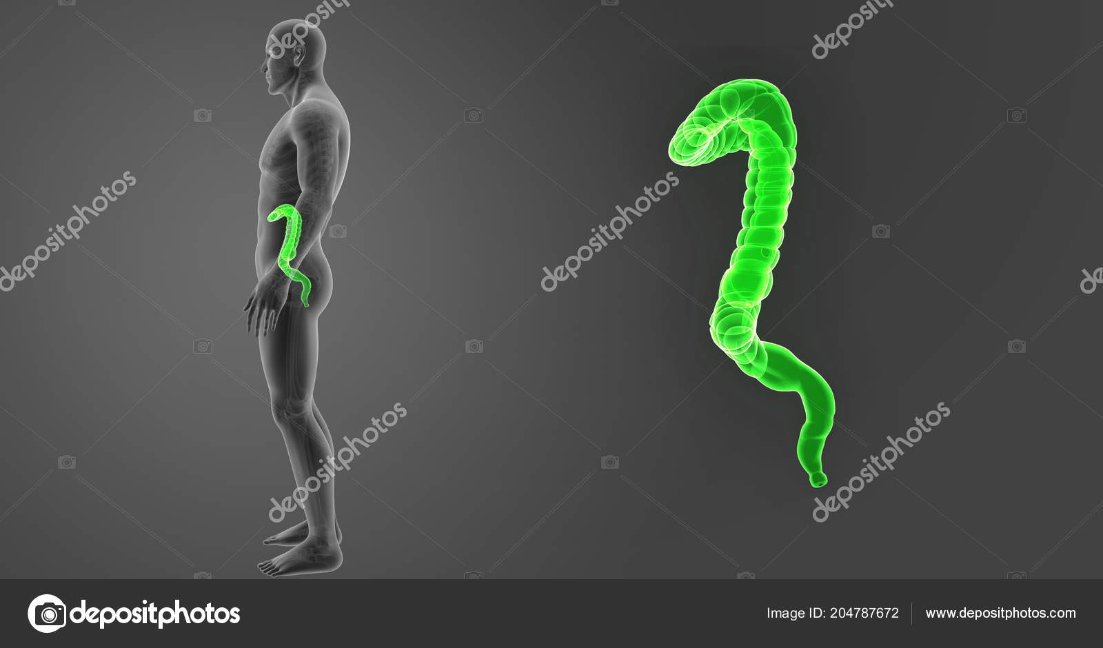 Zoom Intestino Grande Con Esqueleto Vista Lateral — Foto de stock ...