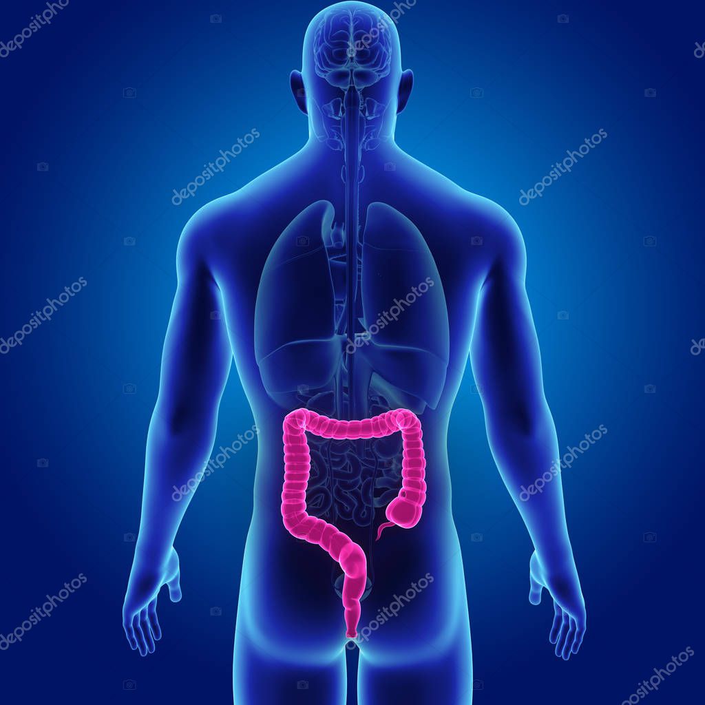Large Intestine with Organs Posterior view #204788732 - Larastock