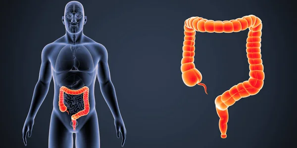 Large Intestine Zoom Organs Posterior View — Stock Photo © sciencepics ...