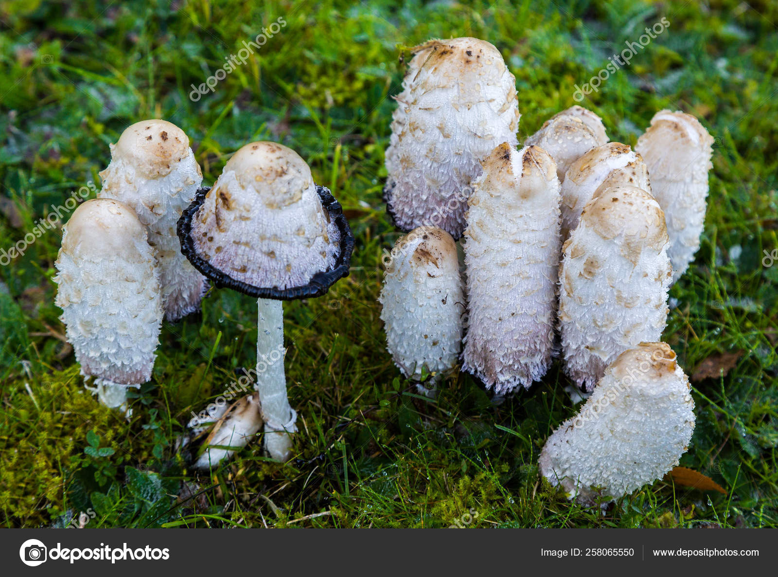 Coprinus Spores