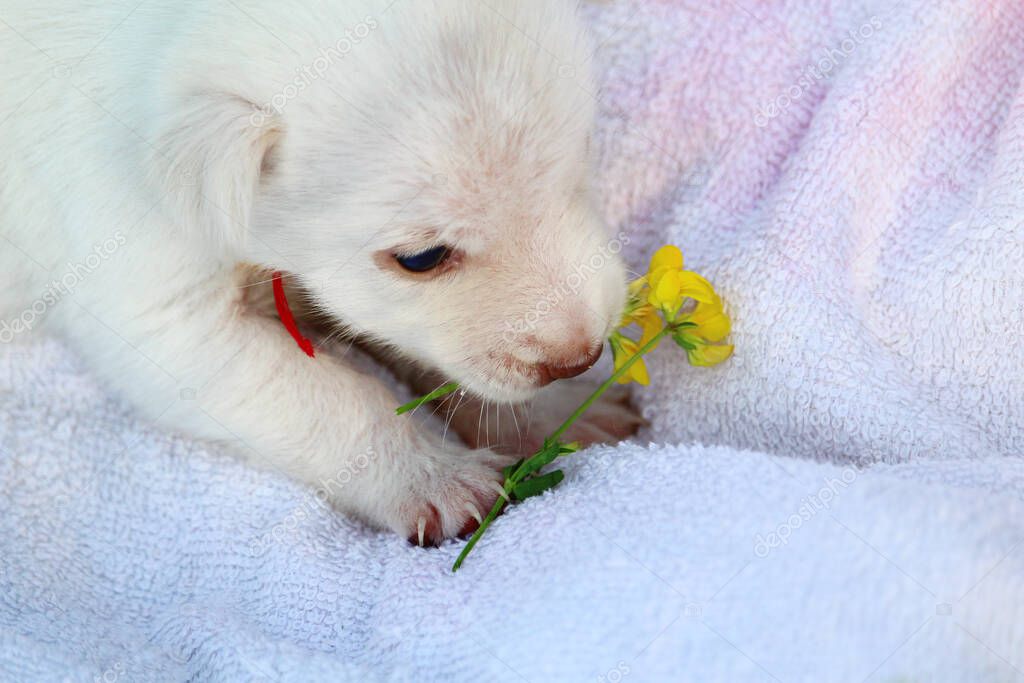 El cachorro blanco huele una flor acostada en la colcha. Antecedentes ...