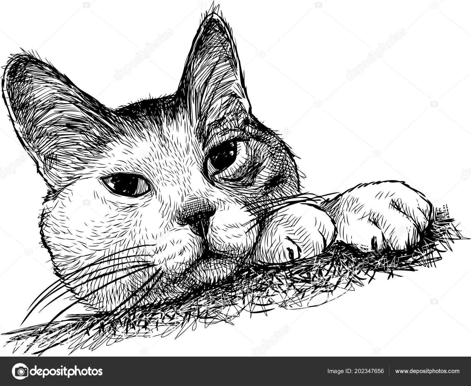 Bosquejo Gato Doméstico Observando Vector de stock por ©alekseimakarov ...