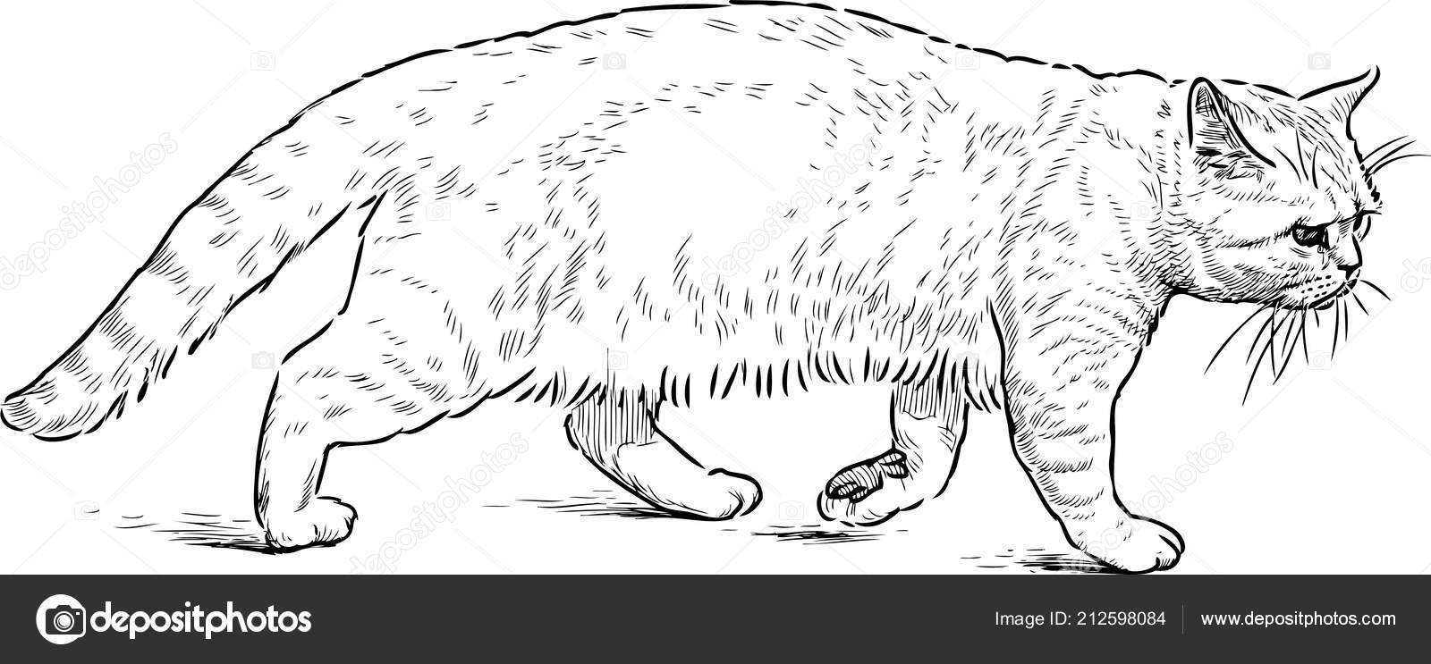 Walking Cat Illustration, Drawing, Engraving, Ink, Line, 42% OFF