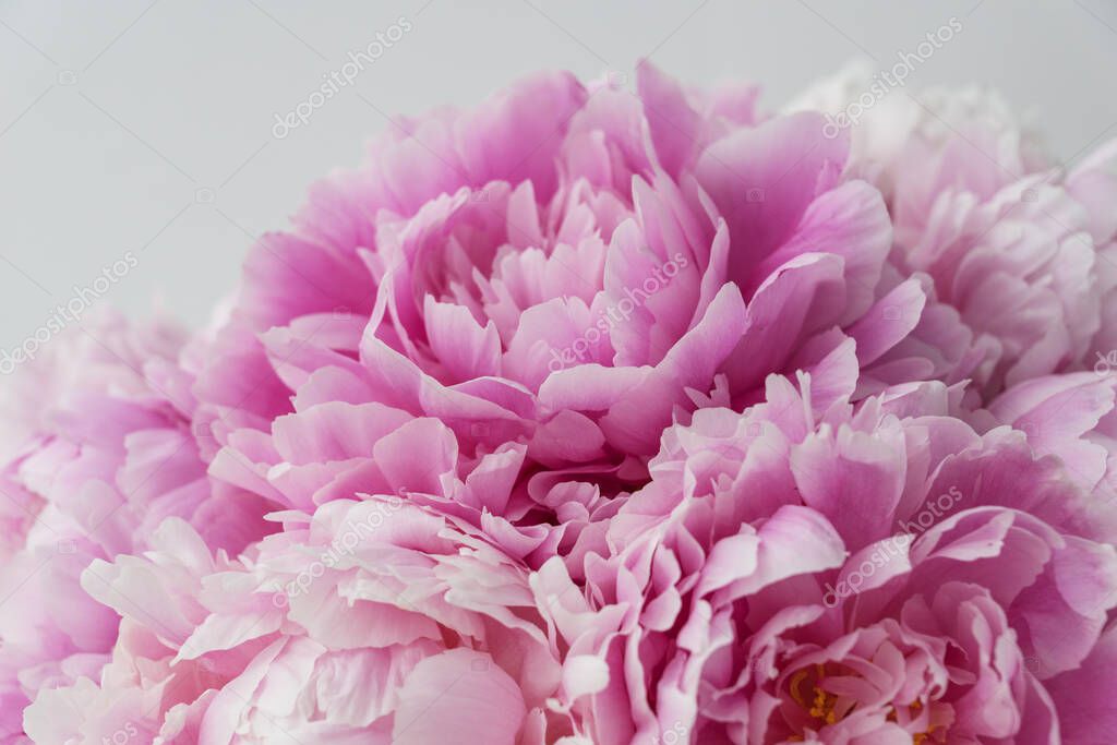 Gran ramo de peonía suave. Signo de amor. Concepto de celebración ...