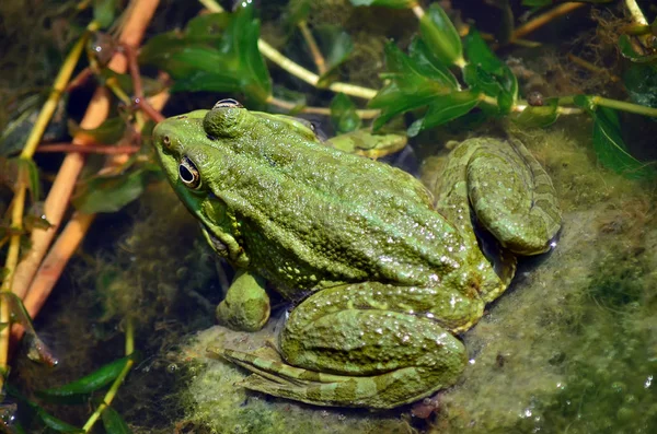 Green frog in a pond in its natural habitat. Fauna of Ukraine. Shallow ...