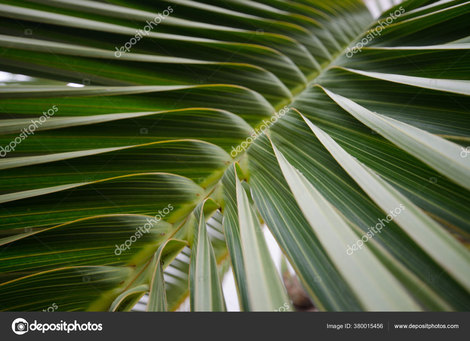 Palm Tree Leaf Texture
