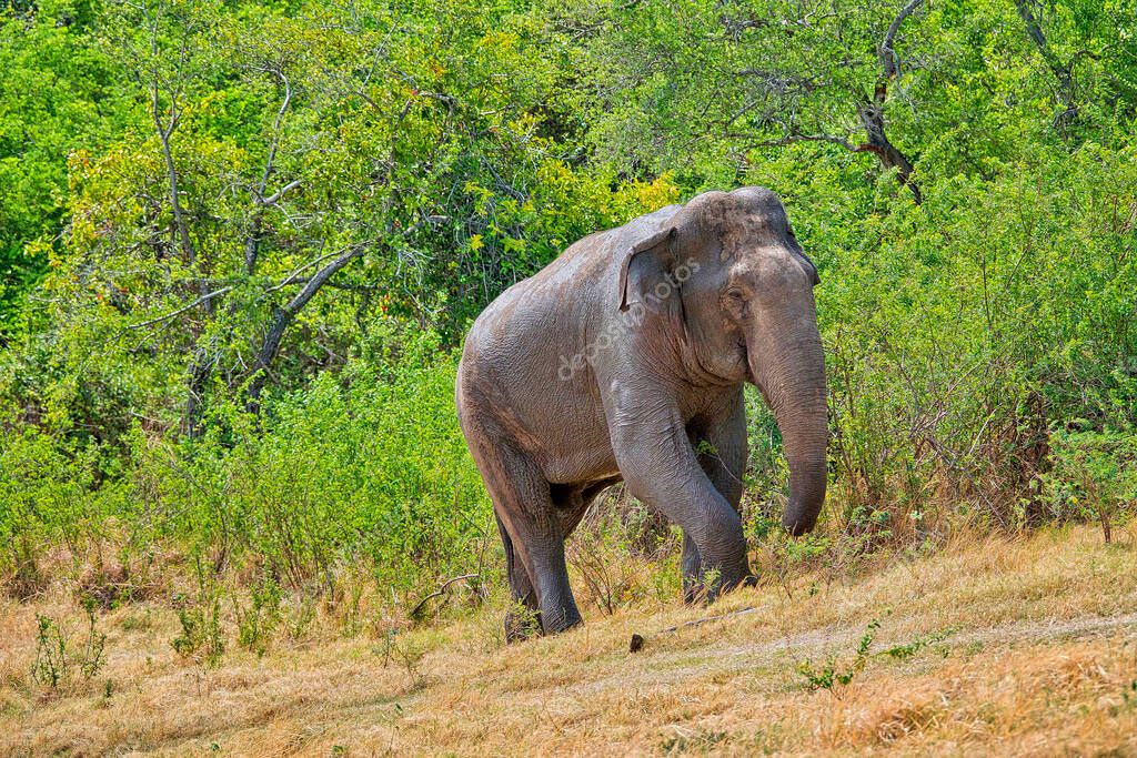 Elefante de Sri Lanka, Elephas maximus maximus, Parque Nacional ...