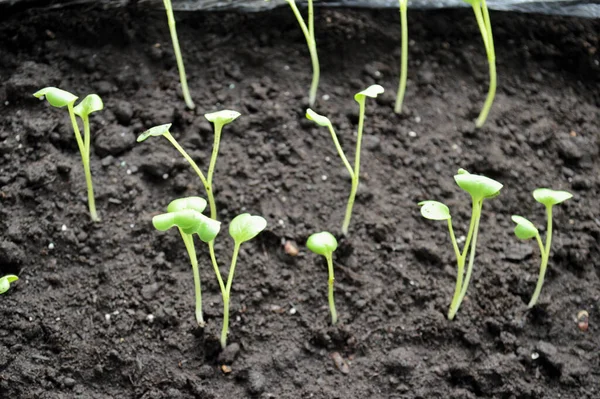 Brotes germinados fotos de stock, imágenes de Brotes germinados sin ...