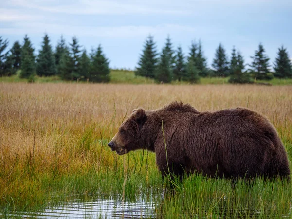 Oso pardo costero, tambi n conocido como oso pardo (Ursus Arctos) y ...