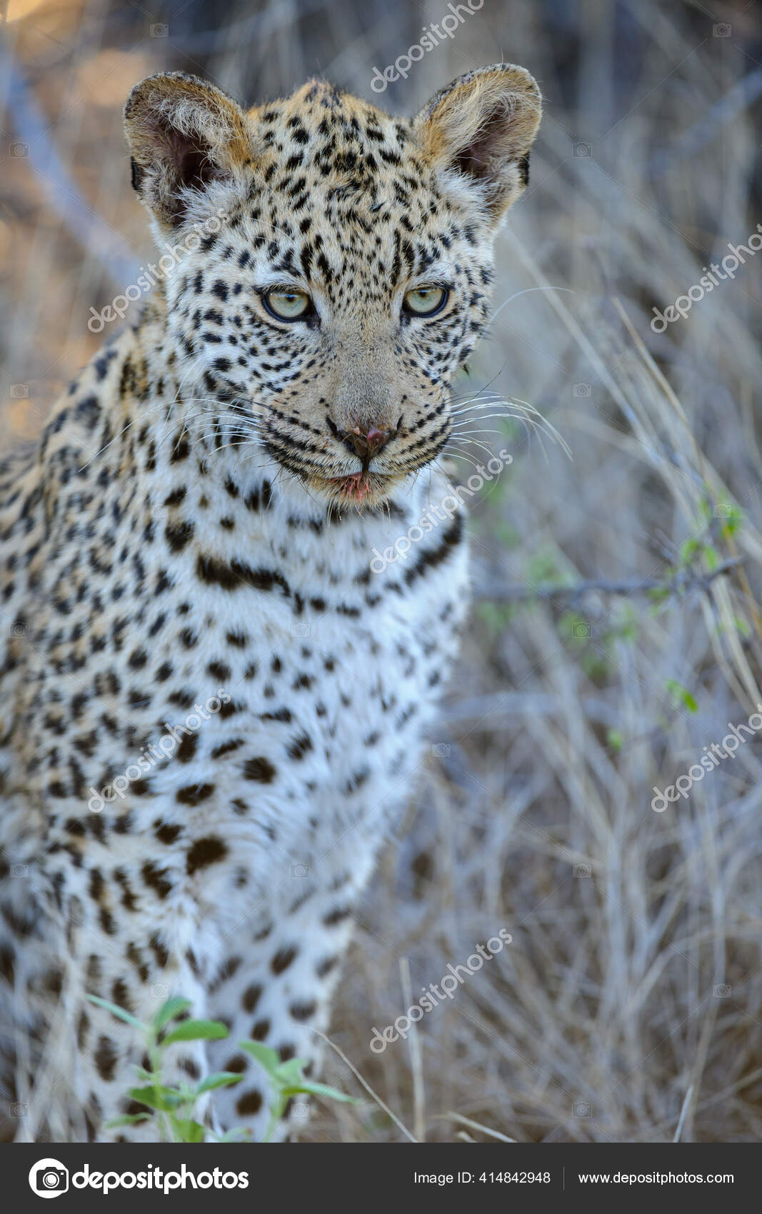 Leopard Panthera Pardus Juvenile Cub Most Beautiful Eyes Central ...