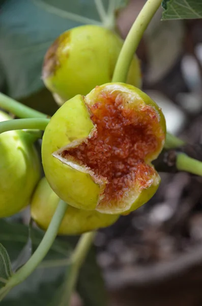 Frutas de mazapán Stock Photos, Royalty Free Frutas de mazapán Images ...