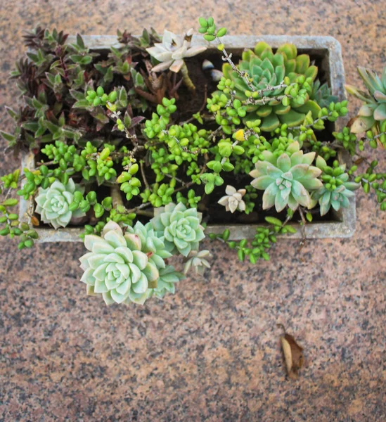 All in one pot Stock Photos, Royalty Free All in one pot Images ...