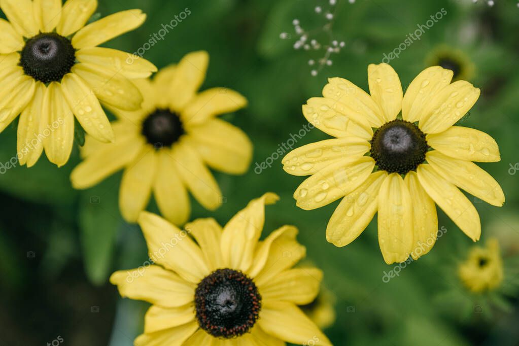 Rudbeckia Hirta amarillo con pétalos largos y corazón negro sobre fondo ...