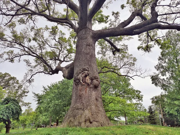 Giant oak tree Stock Photos, Royalty Free Giant oak tree Images ...