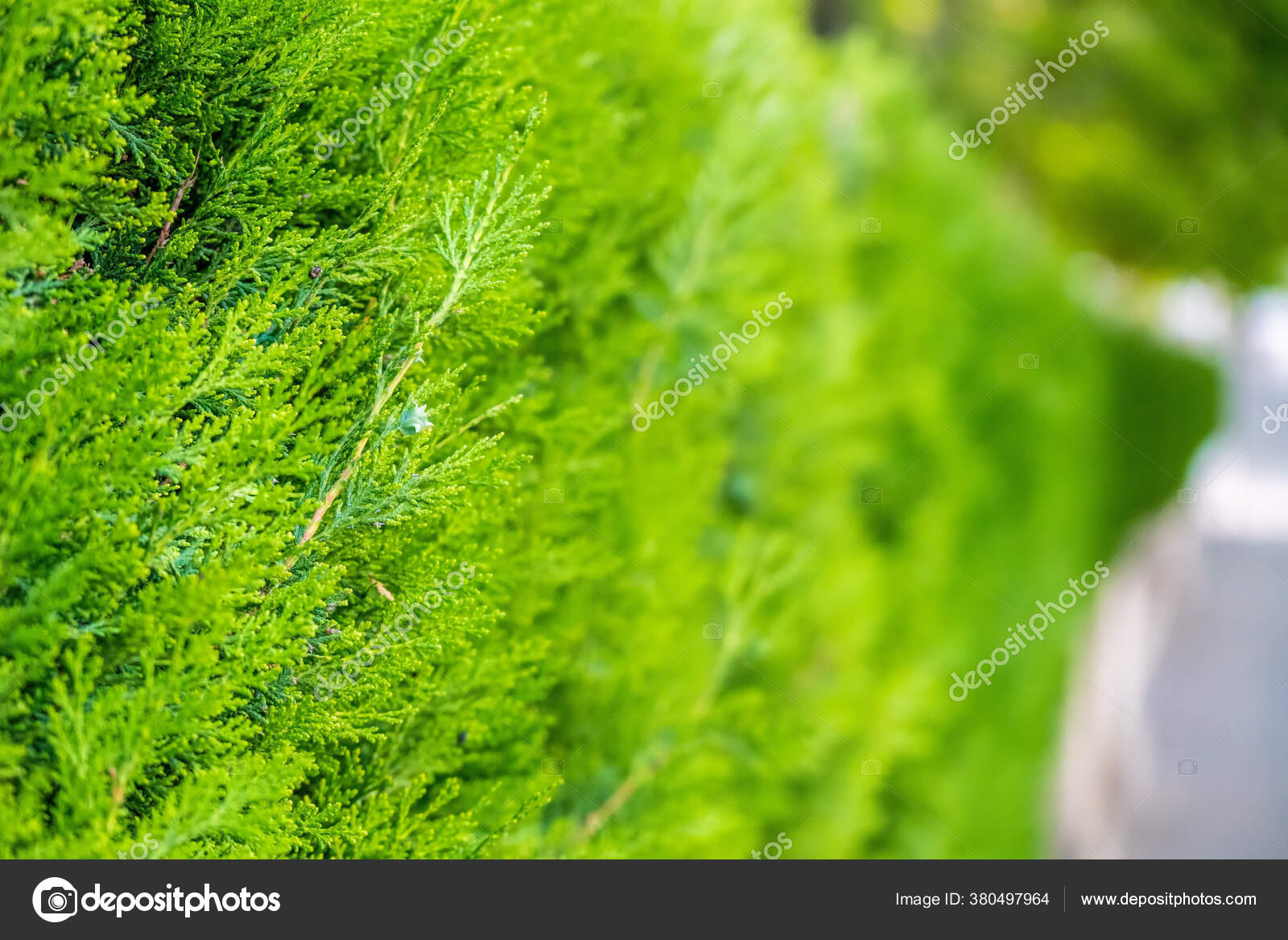 Green hedge of thuja trees. Green hedge of the tui tree. Nature ...