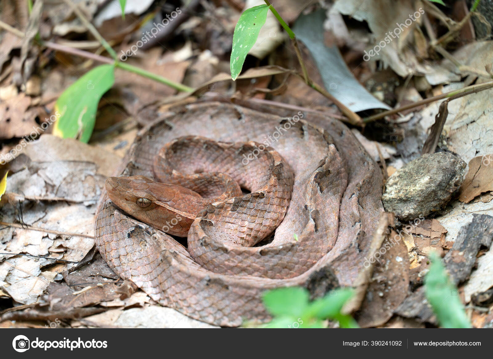 Malayan Pit Viper Serpent Dangereux Thaïlande Asie Sud Est ...