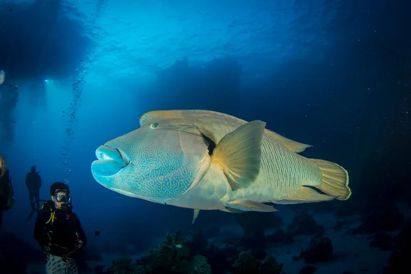 Napoleon fish Stock Photos, Royalty Free Napoleon fish Images ...