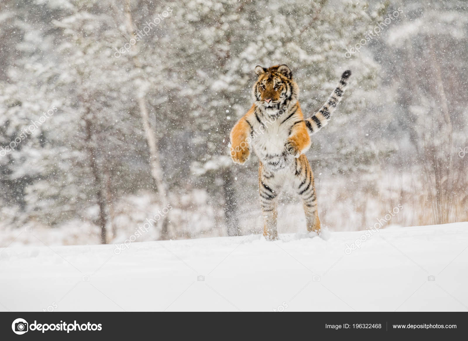 Siberian Tiger Jump Snow Winter Taiga Tiger Wild Winter Nature — Stock ...
