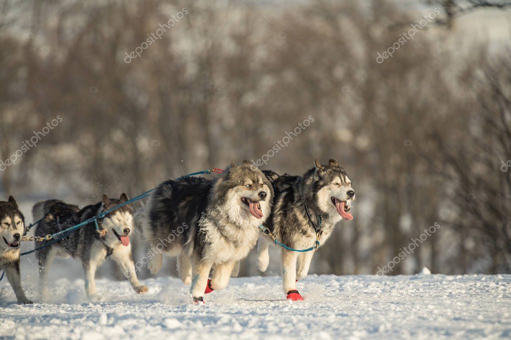 Un equipo de cuatro perros de trineo husky corriendo por un camino ...