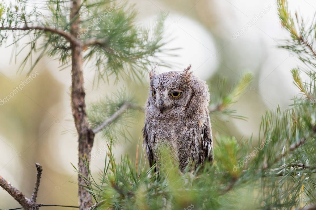Un pequeño búho en una rama de pino. Little Scops Búho (Otus scops) es ...