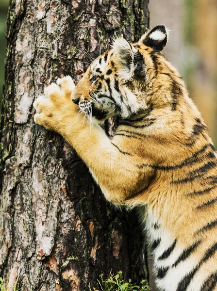 Tiger In A Tree