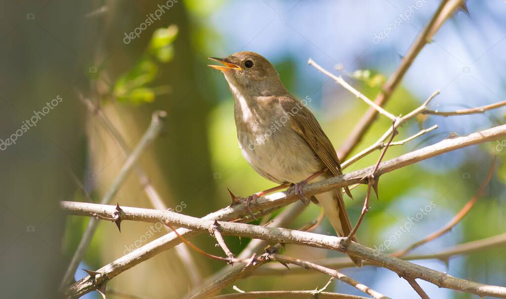 Thrush Nightingale, Luscinia luscinia. Un pájaro se sienta en una rama ...