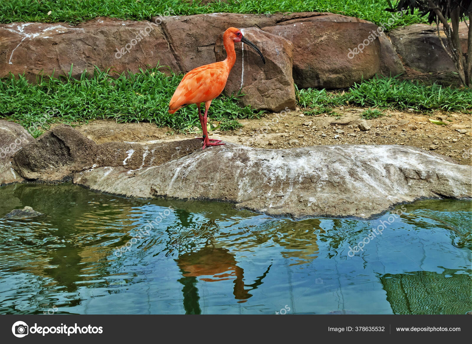 Beautiful Bird Red Ibis Stands Profile Stones Shore Reservoir Bright ...