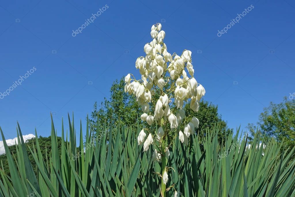 Inflorescencia de la yuca en el cielo azul. Por encima de las densas y ...