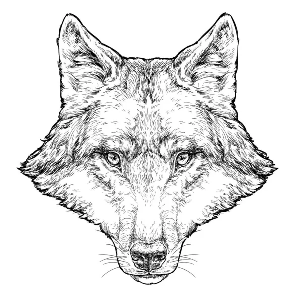 100,000 Timber wolf Vector Images | Depositphotos