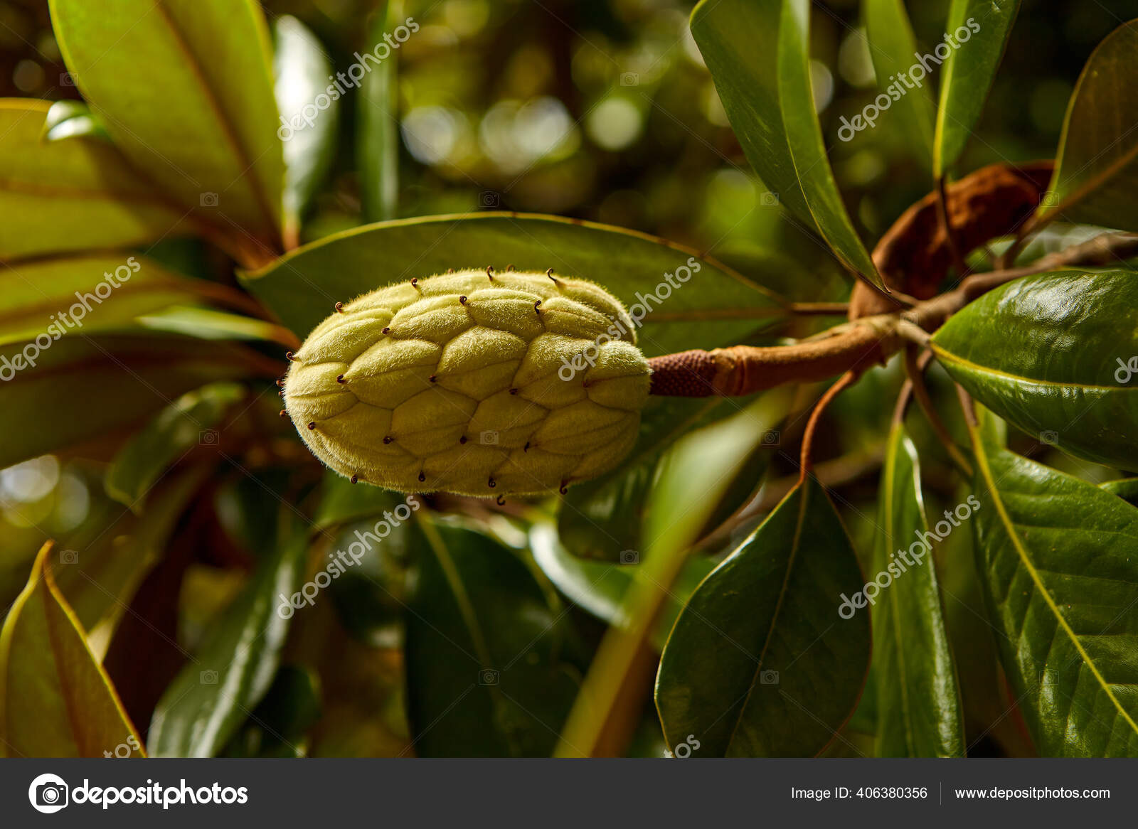 Saucer Magnolia Fruit
