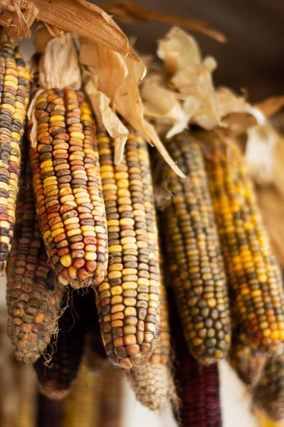 Indian kukurydza Stock Photos, Royalty Free Indian kukurydza Images ...