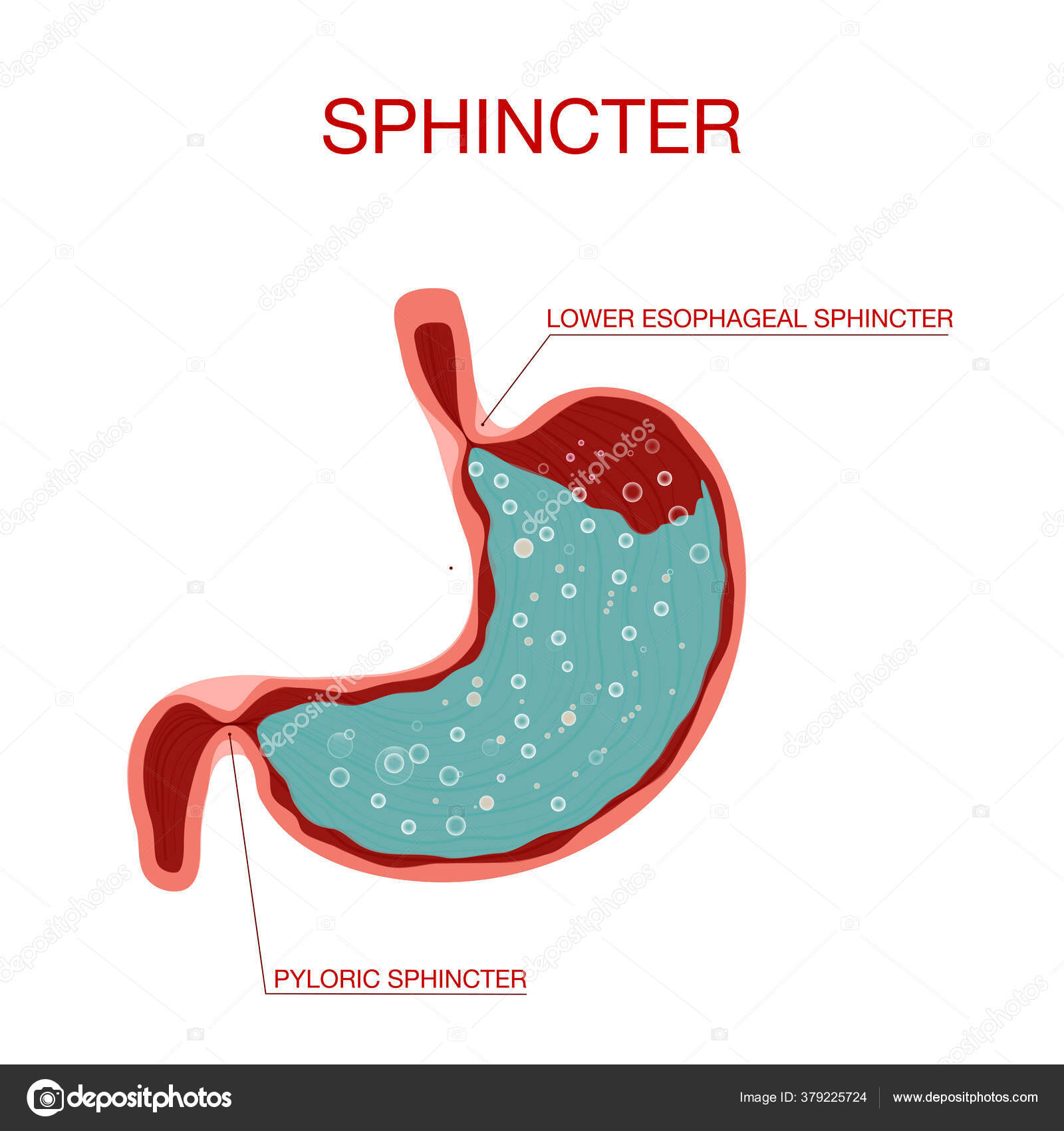 Histologia Do Esfincter Esofagico
