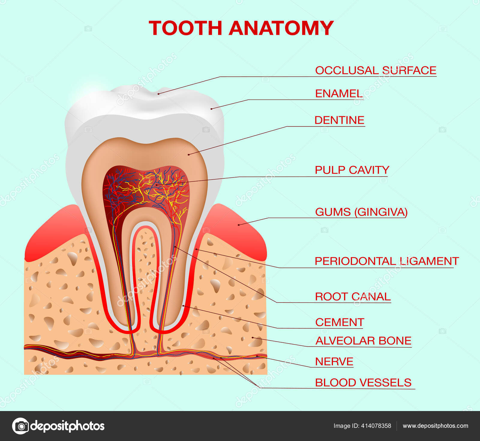 Tooth Structure Vector Illustration Labeled Medical Healthy Teeth