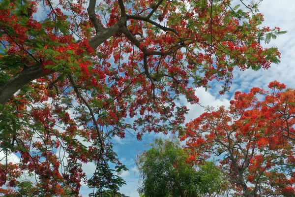 Philippine Fire Tree