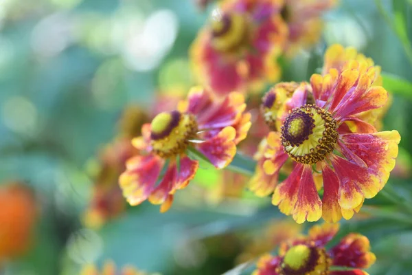 Free Florida Images & Videos | Download on Depositphotos