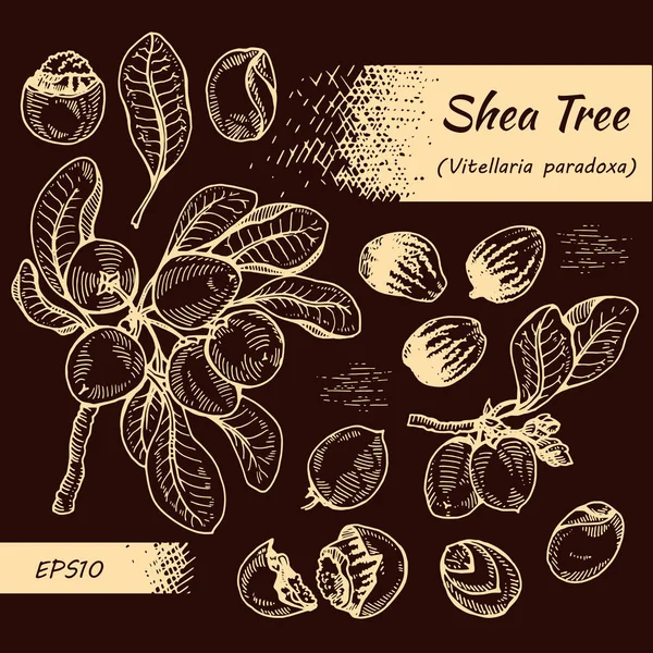 Shea butter Vector Art Stock Images | Depositphotos