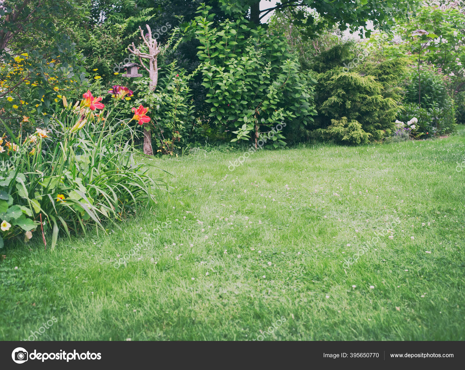 Back Yard Background