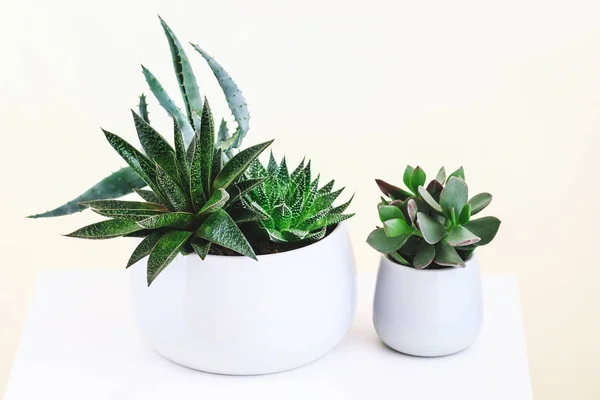 Fotos de Plantas simples, Imagens de Plantas simples sem royalties ...