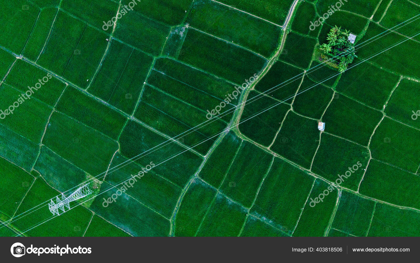 Emerald Green Rice Terraces North Tegallalang Village Most Famous Rice ...