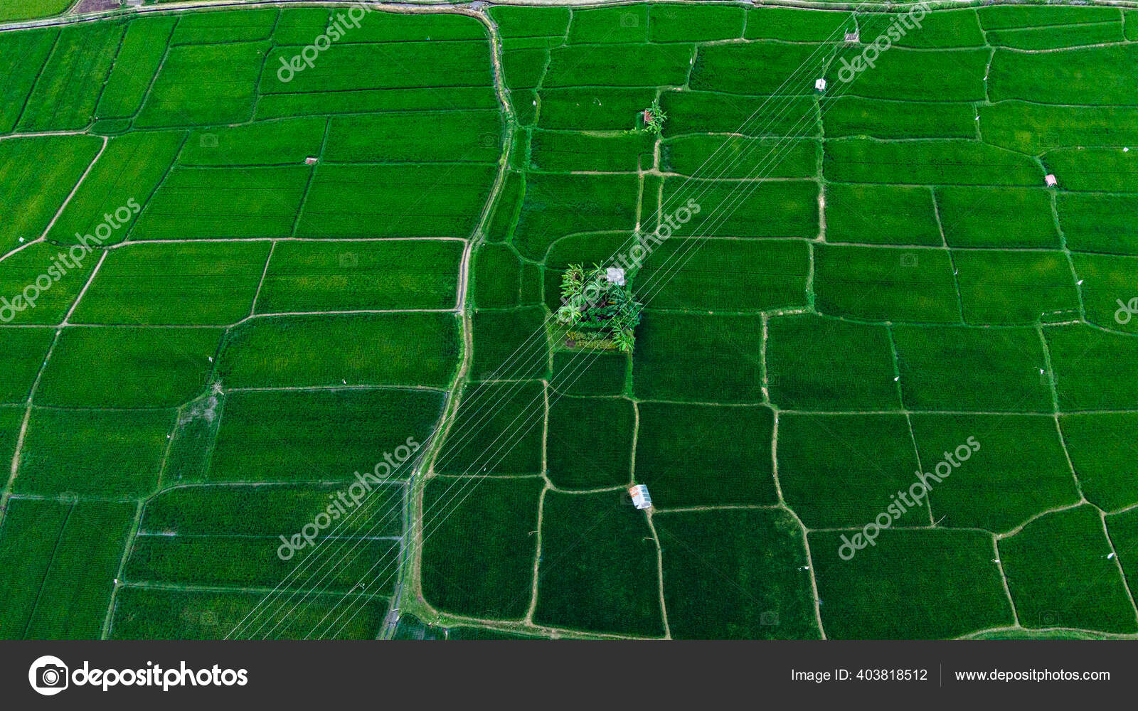 Emerald Green Rice Terraces North Tegallalang Village Most Famous Rice ...