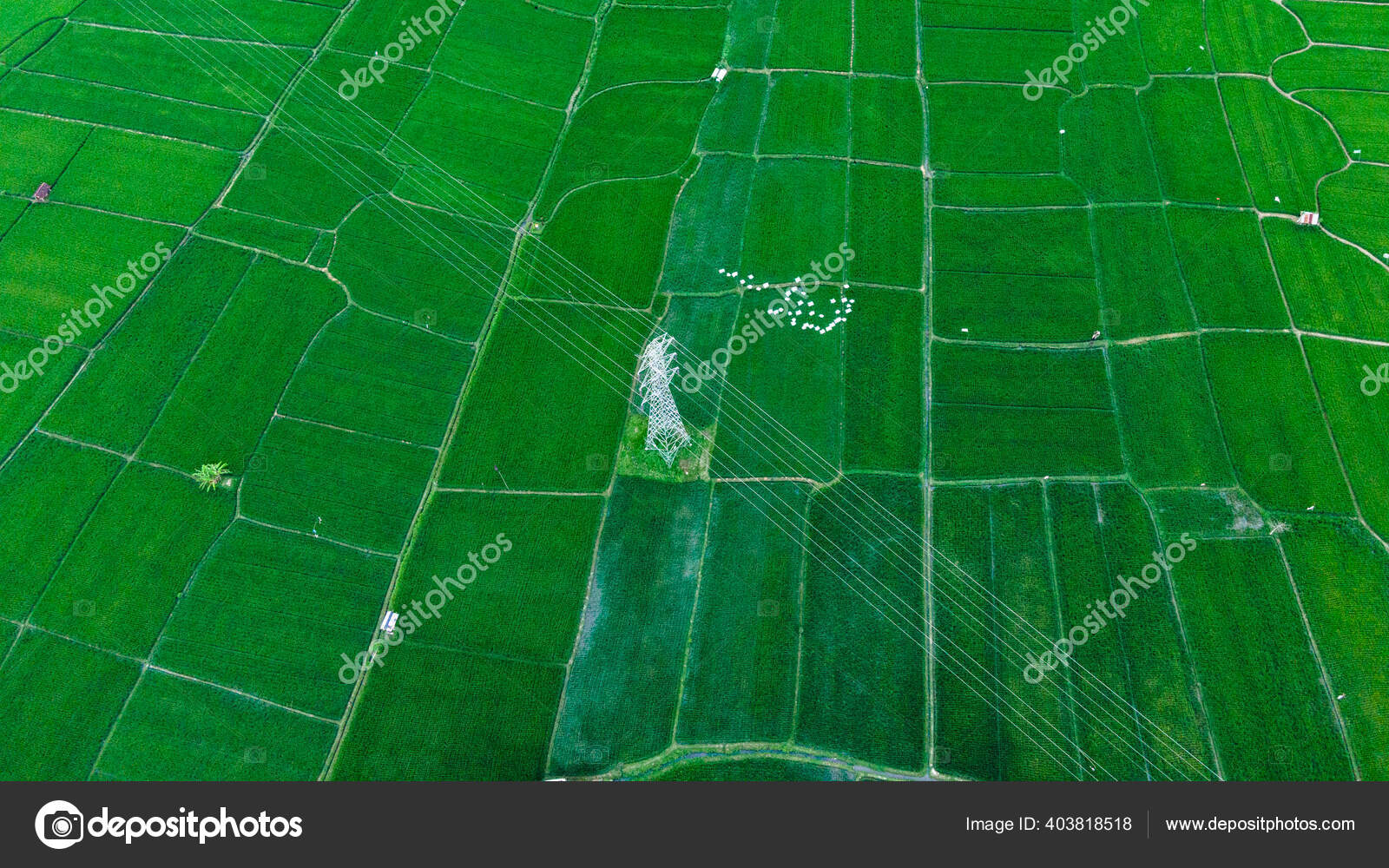 Emerald Green Rice Terraces North Tegallalang Village Most Famous Rice ...