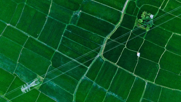 Emerald Green Rice Terraces North Tegallalang Village Most Famous Rice ...