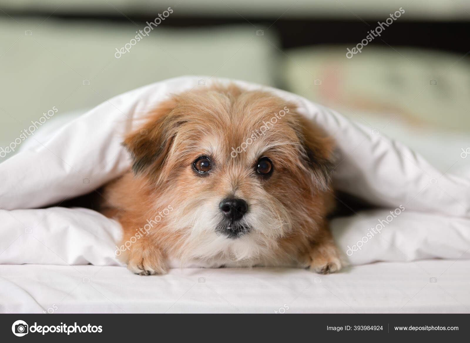 Cute Dog Mix Breed Lying Blanket White Bed Bedroom Smile — Stock Photo ...