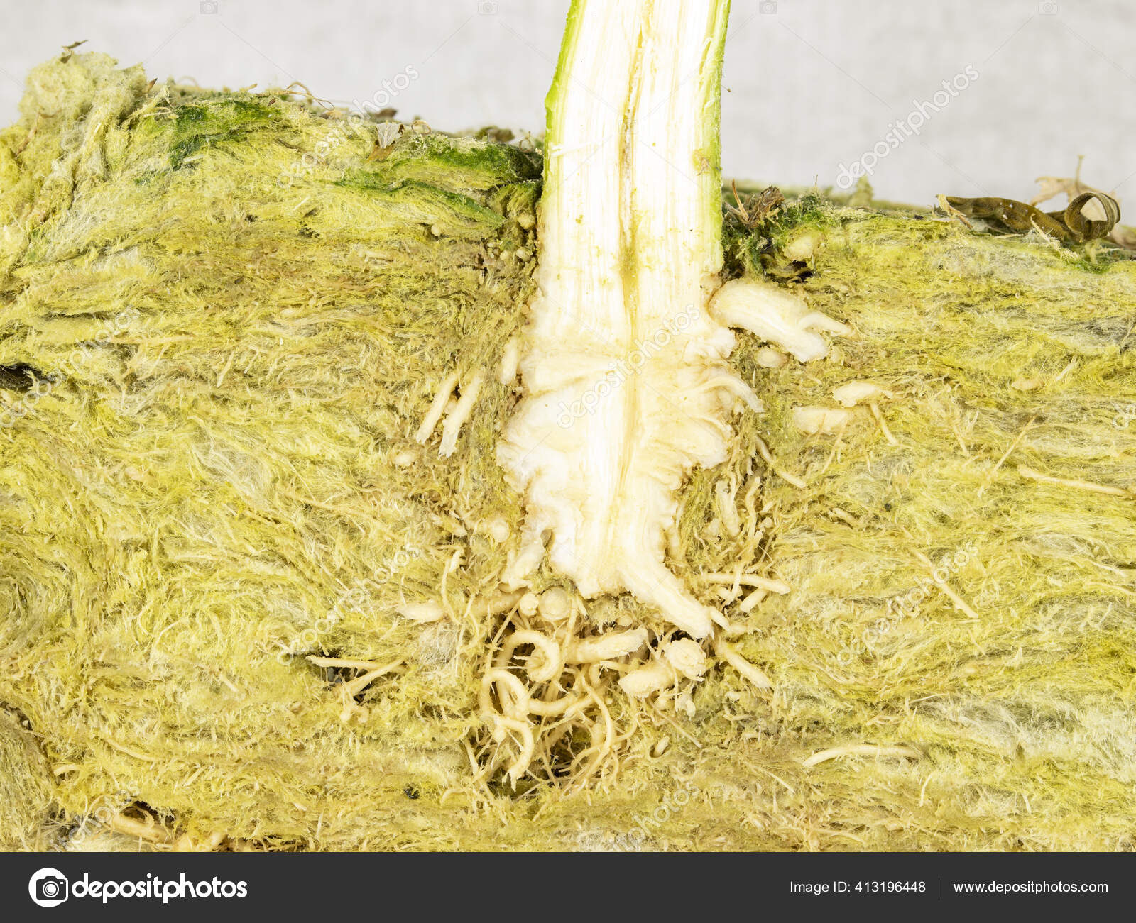 Cross Section Root Ball Stem Cbd Hemp Rockwool Macro Photo Stock Photo ...