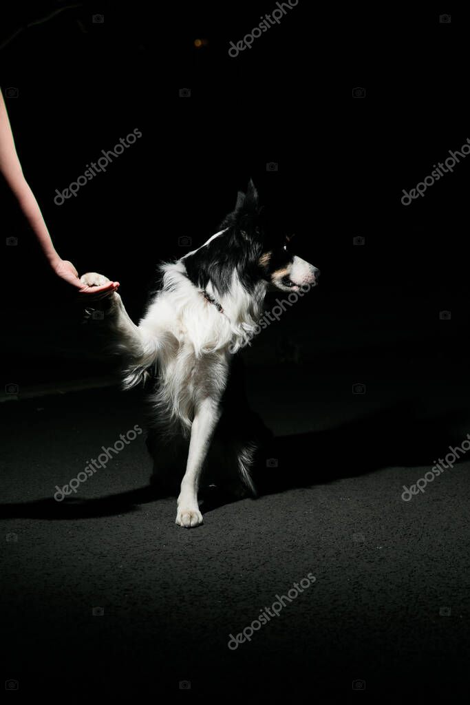 Tímido frontera collie perro mirando lejos de sus propietarios mano 2022