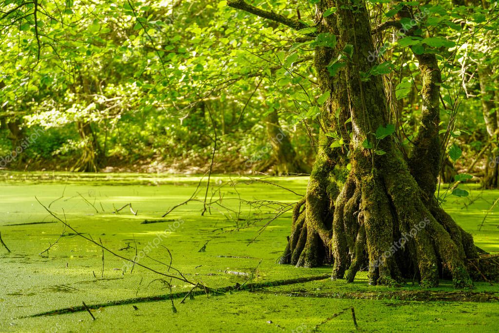 Un exuberante pantano verde. El sol está alcanzando su punto máximo a ...