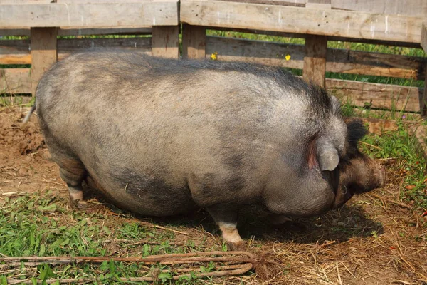 Pig sleeping on back Stock Photos, Royalty Free Pig sleeping on back ...