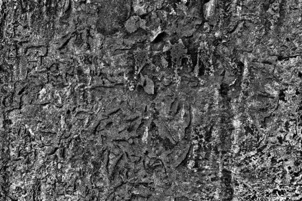 Tree ash tree texture Stock Photos, Royalty Free Tree ash tree texture ...