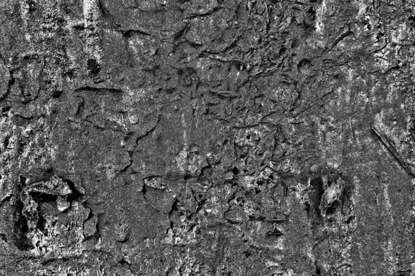 Tree ash tree texture Stock Photos, Royalty Free Tree ash tree texture ...