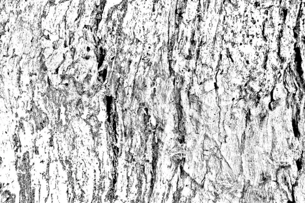 White wood tree texture Stock Photos, Royalty Free White wood tree ...